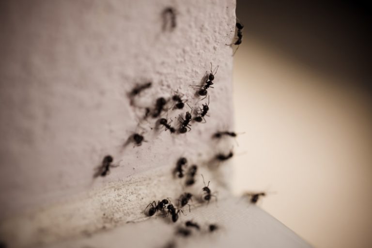 Home Infestation: How Fire Ants Affect the Environment They Infest ...